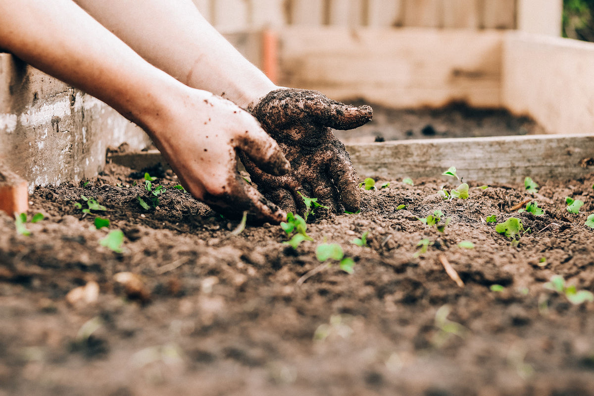 What Is the Best Kind of Soil for Gardening? – The Soil King